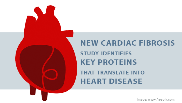 New cardiac fibrosis study identifies key proteins that translate into ... New cardiac fibrosis study identifies key proteins that translate into ...